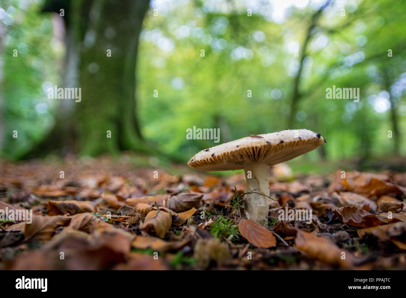 Irish mushrooms hi-res stock photography and images - Alamy