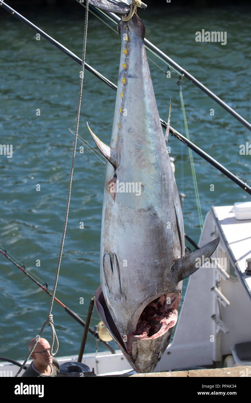 Chatham fish pier hi-res stock photography and images - Alamy
