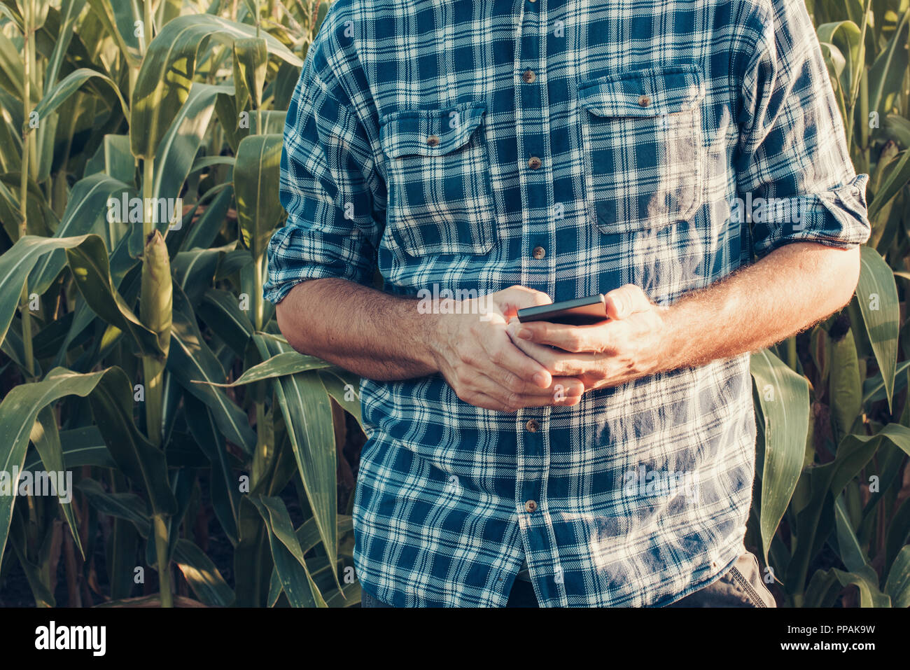 Farmer using smartphone in corn field, concept of smart farming ...