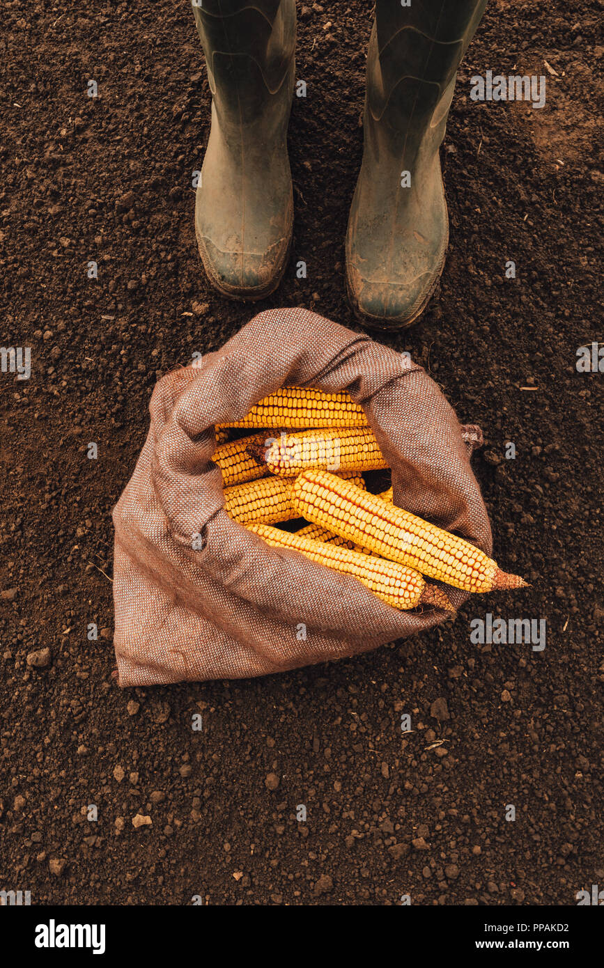 Farmer standing directly above harvested corn cobs in burlap sack, top ...