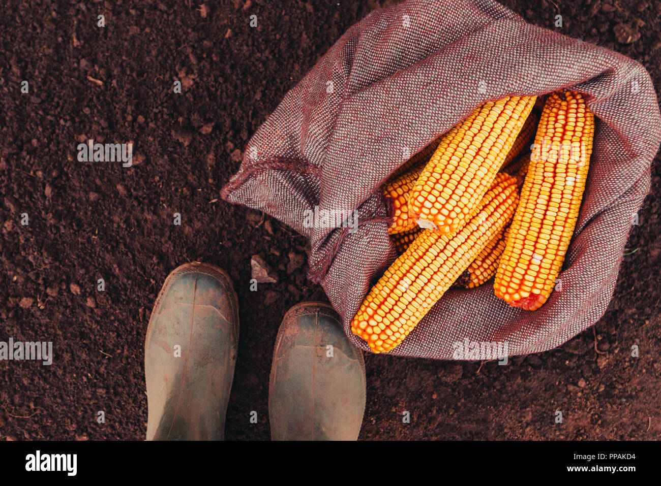 Farmer standing directly above harvested corn cobs in burlap sack, top ...