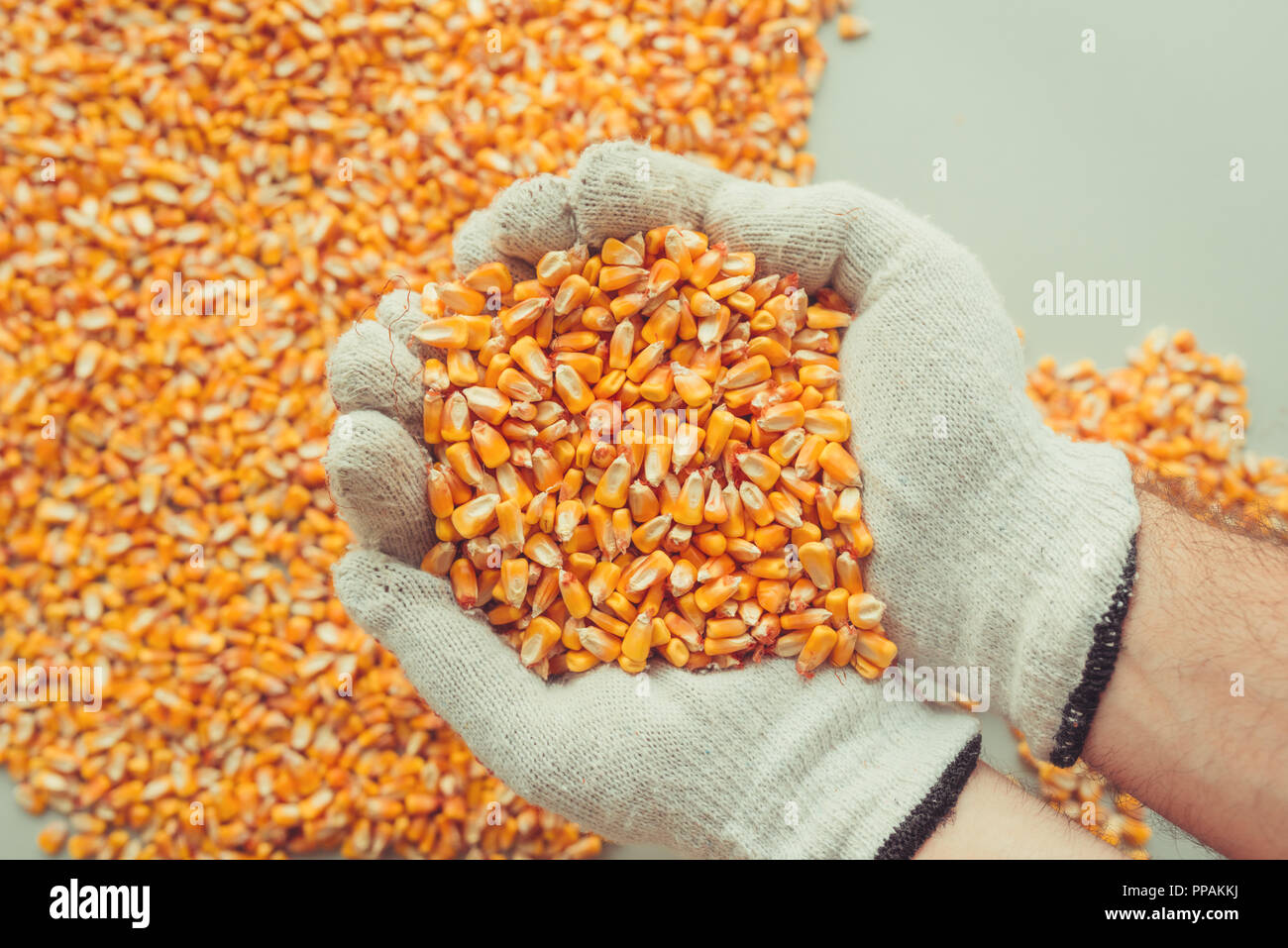 Farmer handful of harvested corn kernels, concept of abundance and ...