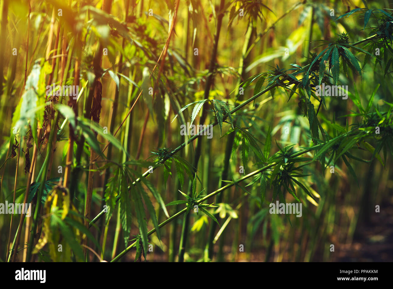 Industrial hemp hi-res stock photography and images - Alamy