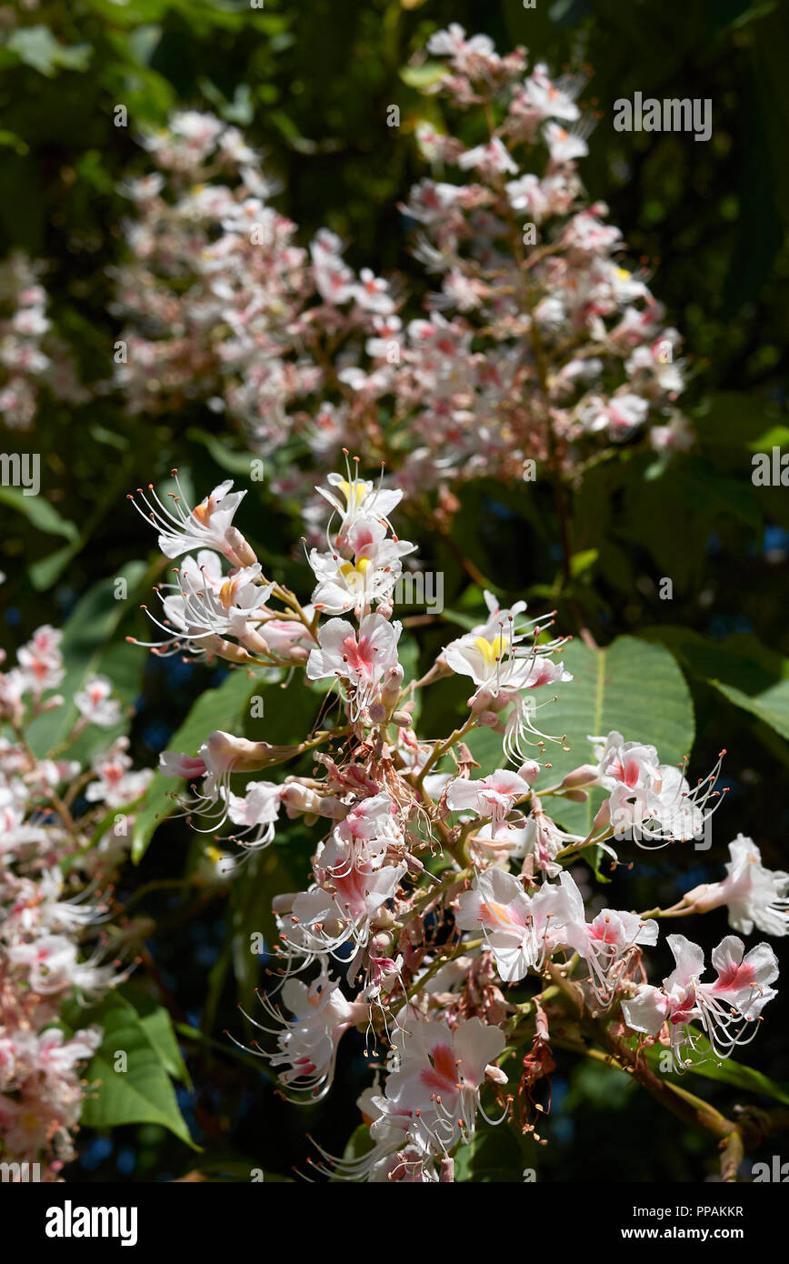 Indian Horse Chestnut Aesculus Indica High Resolution Stock Photography ...