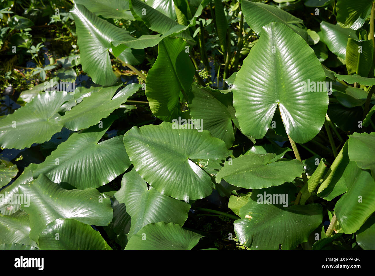 Nuphar advena hi-res stock photography and images - Alamy