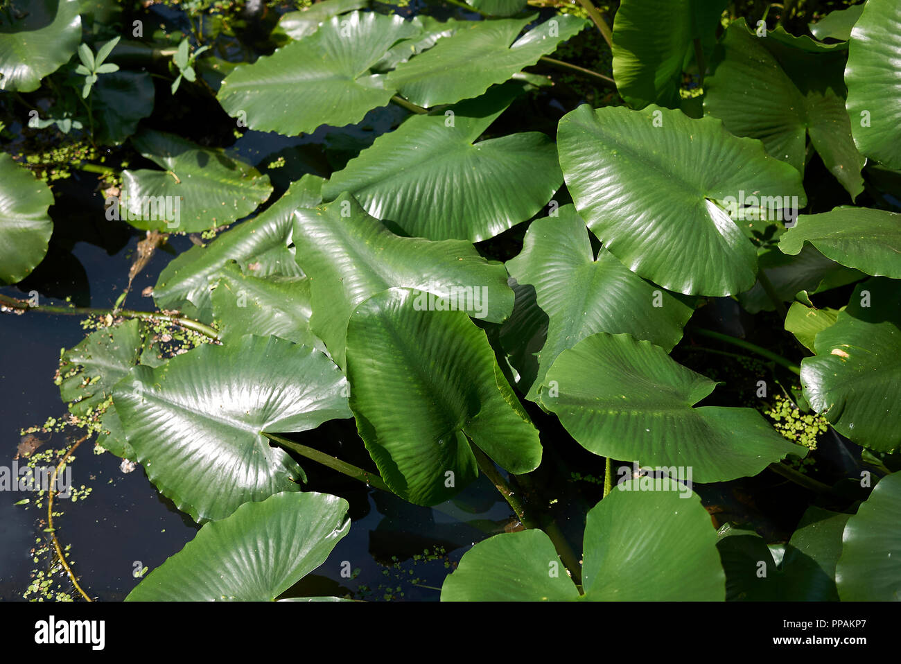 Nuphar High Resolution Stock Photography and Images - Alamy