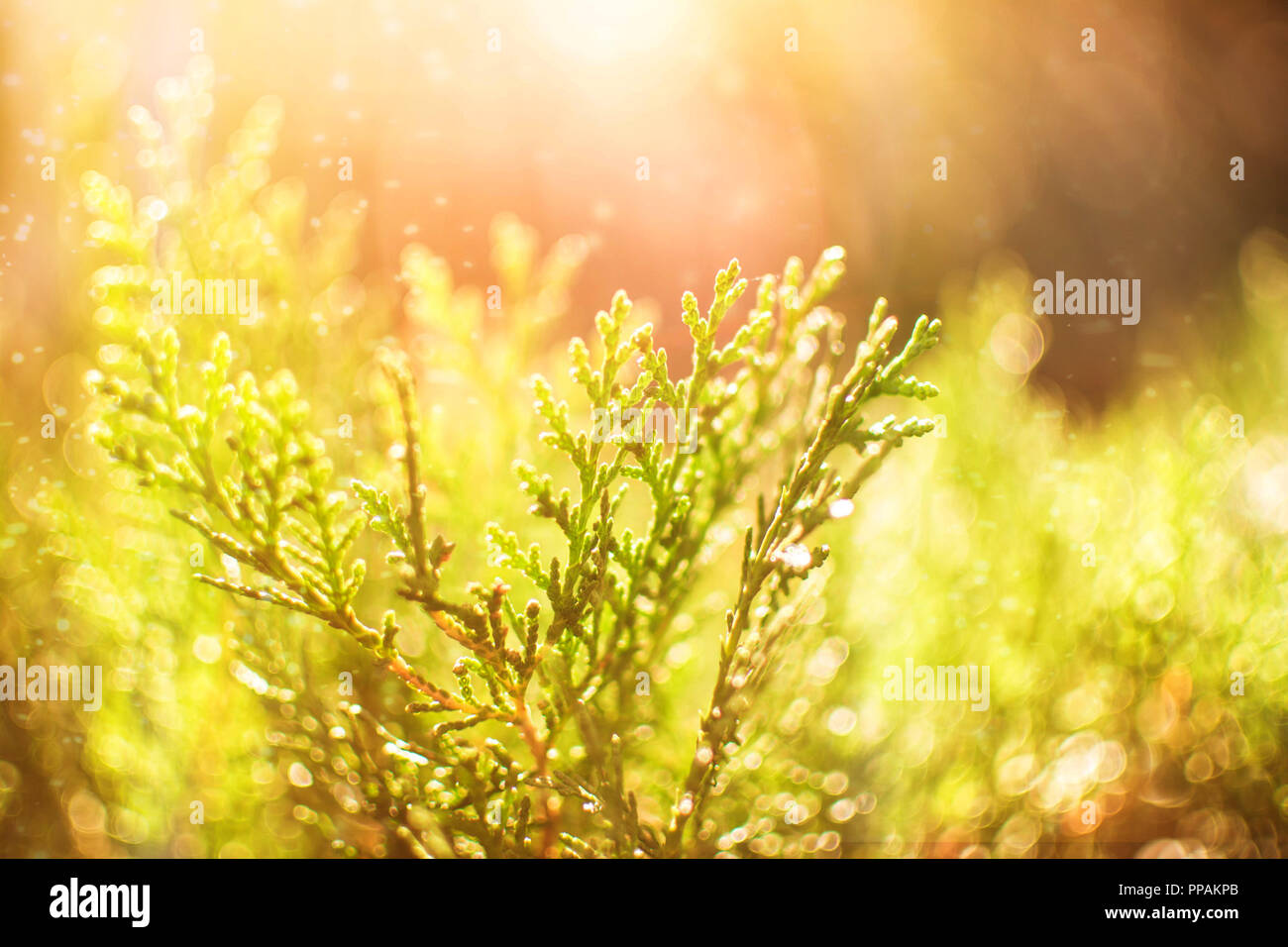 The sunlight coming on the side giving life to the green plants. Just a ...