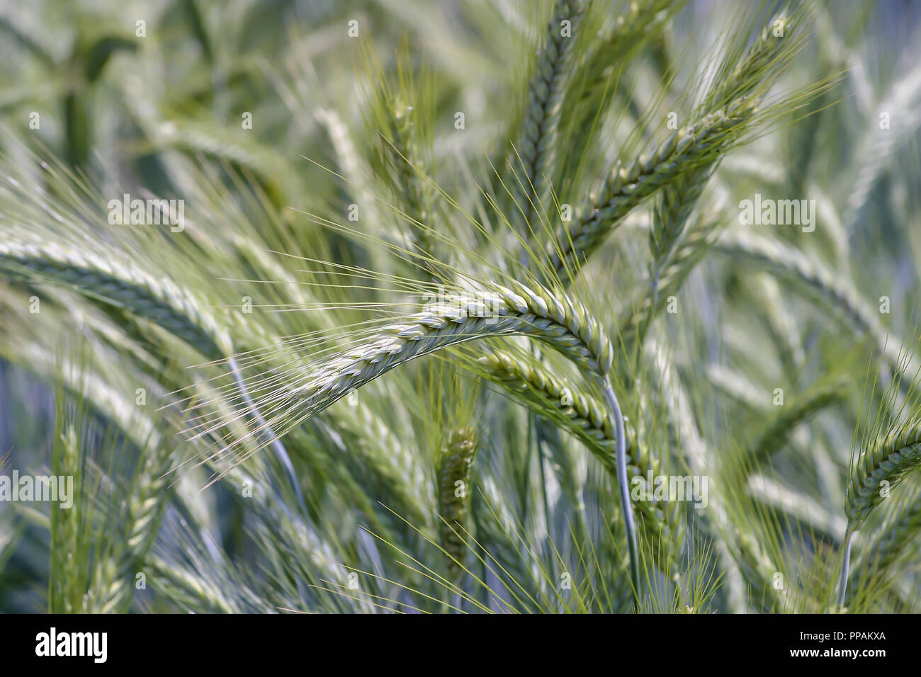 Grain cross of wheat and rye, Triticale, Bavaria, Germany, Europe Stock ...