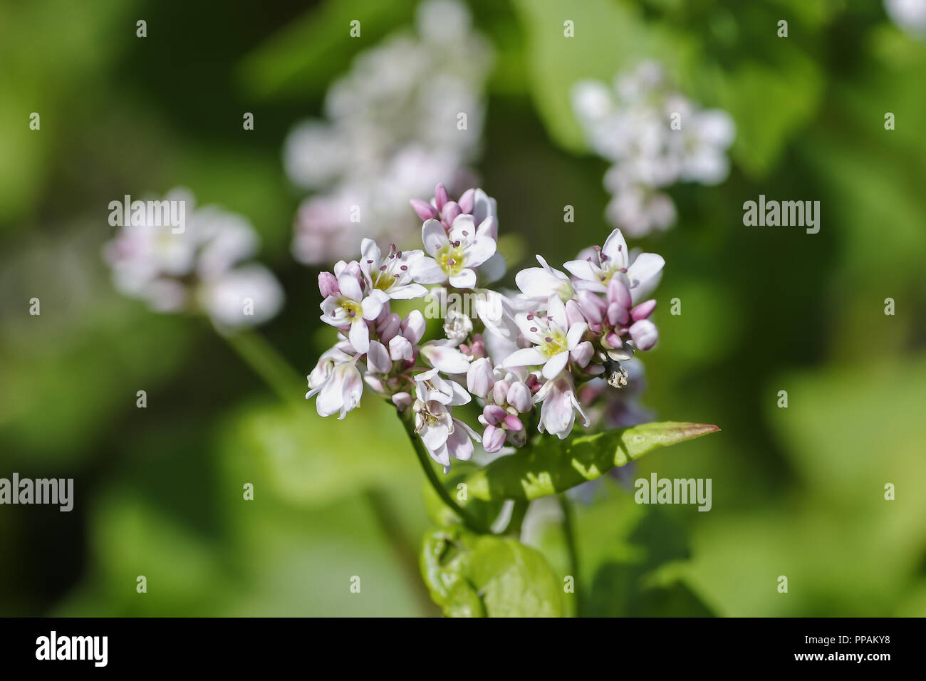 Flower of Buckwheat, Fagopyrum esculentum, Bavaria, Germany, Europe ...