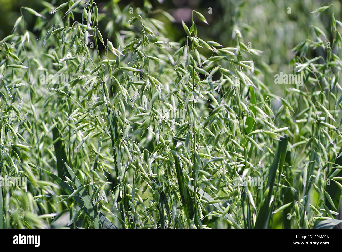 Common oat avena sativa hi-res stock photography and images - Alamy