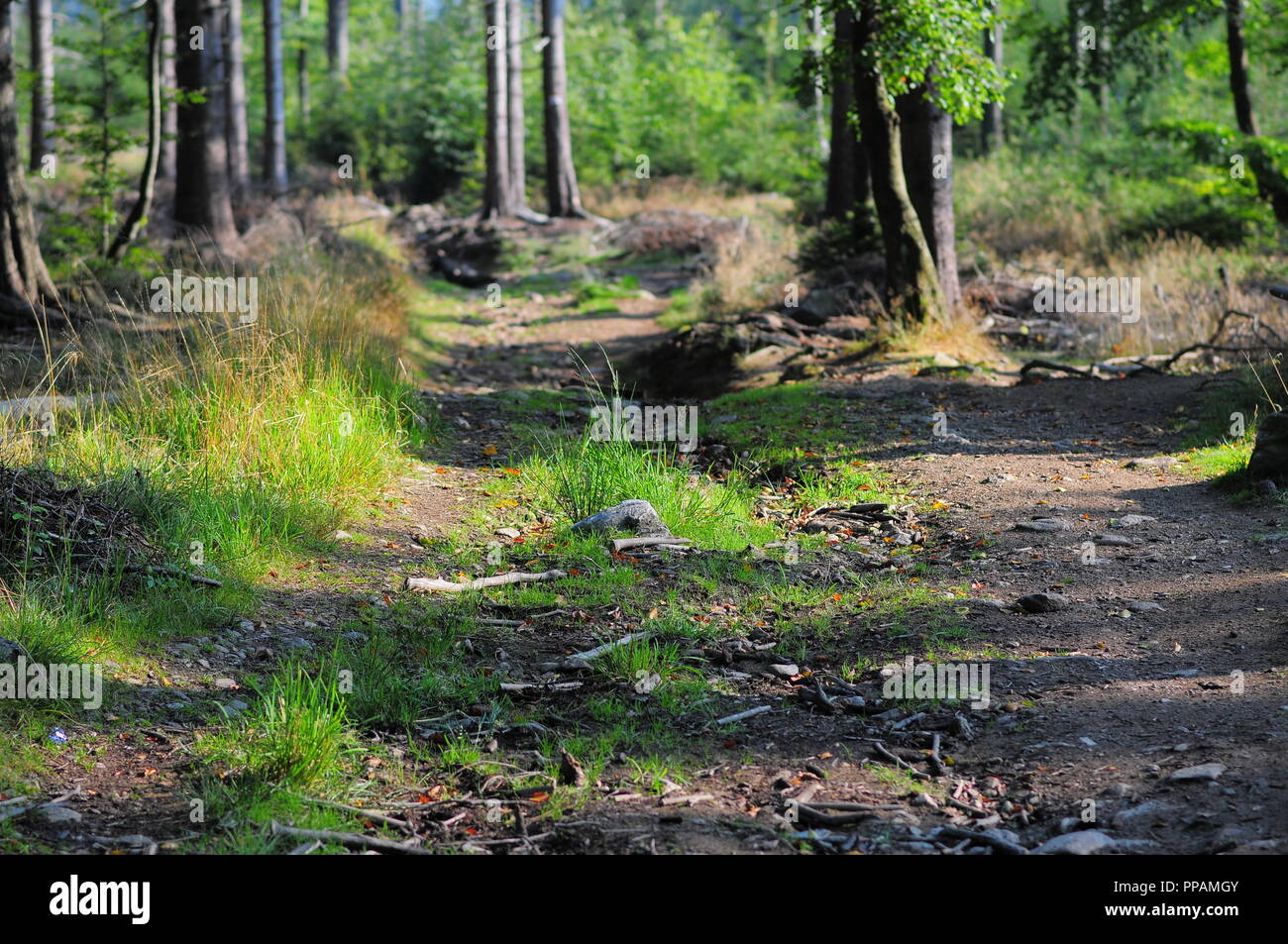 Forest path, Trail, Track Stock Photo - Alamy