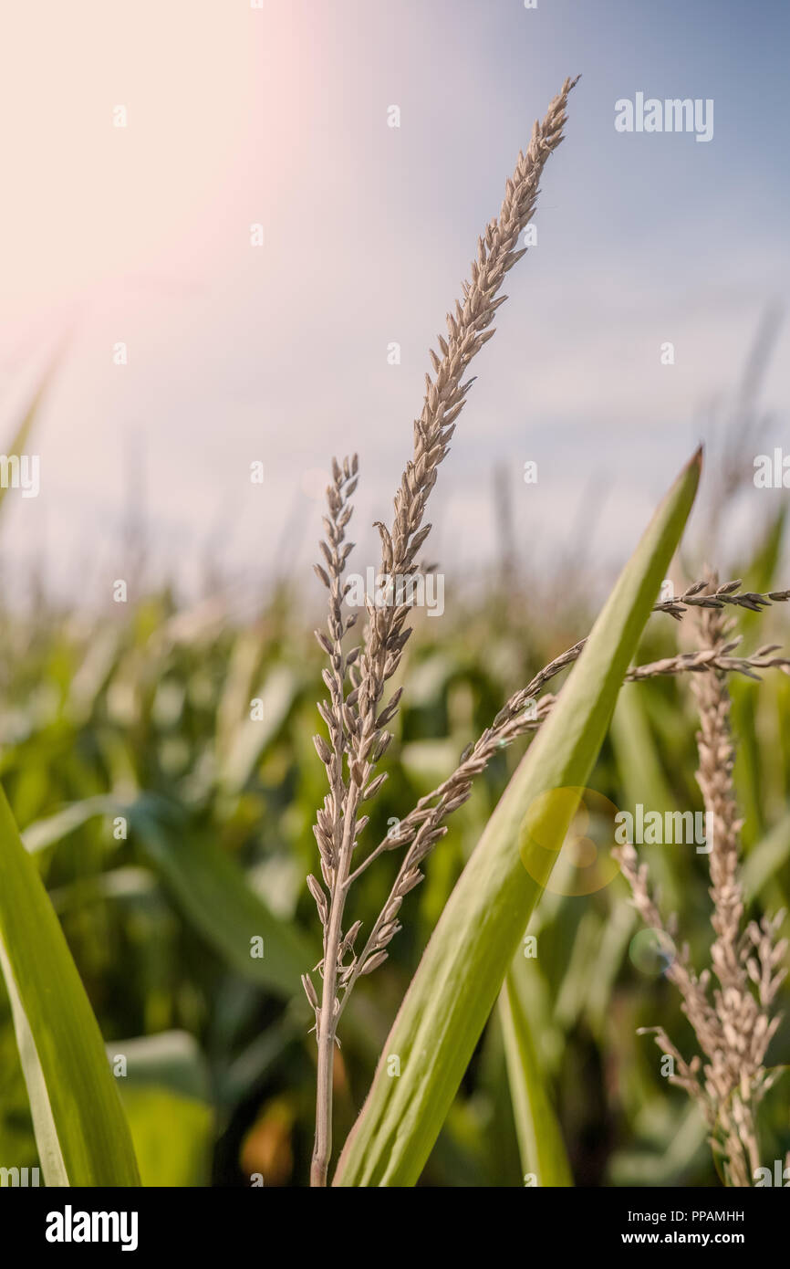 Cornfields, view of the peaks Stock Photo - Alamy
