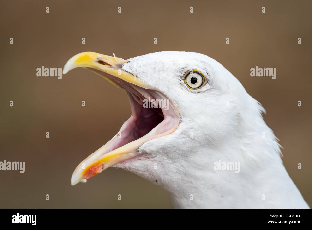 Seagull face beak open closeup hi-res stock photography and images - Alamy
