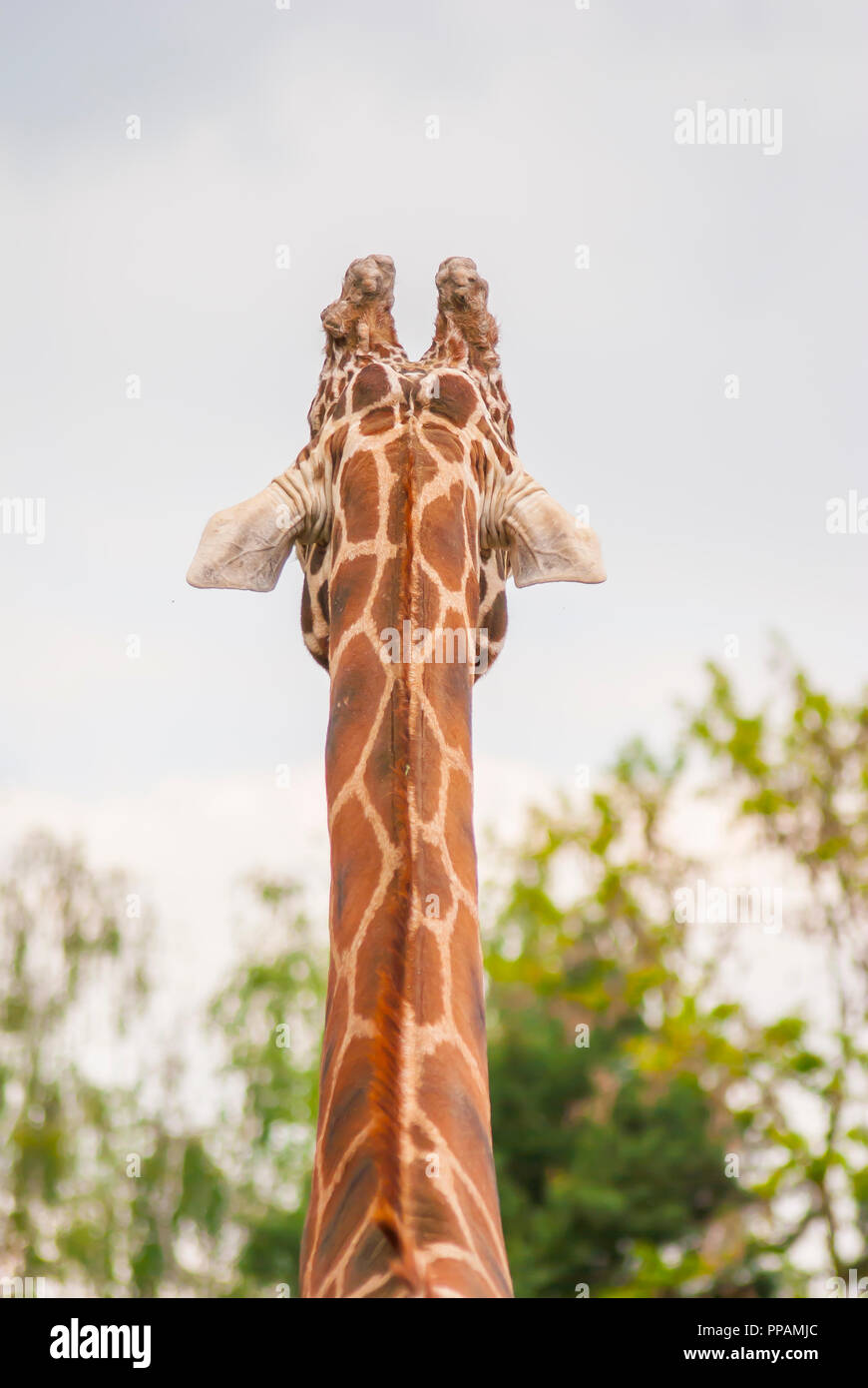 Giraffe (Giraffa) head from the back in Wroclaw ZOO, Poland Stock Photo ...