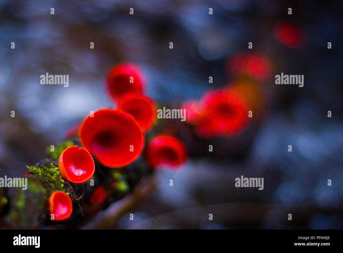 Scarlet Elfcup (Sarcoscypha cocinea)(Sarcoscyphaceae)(pézize écarlate ...