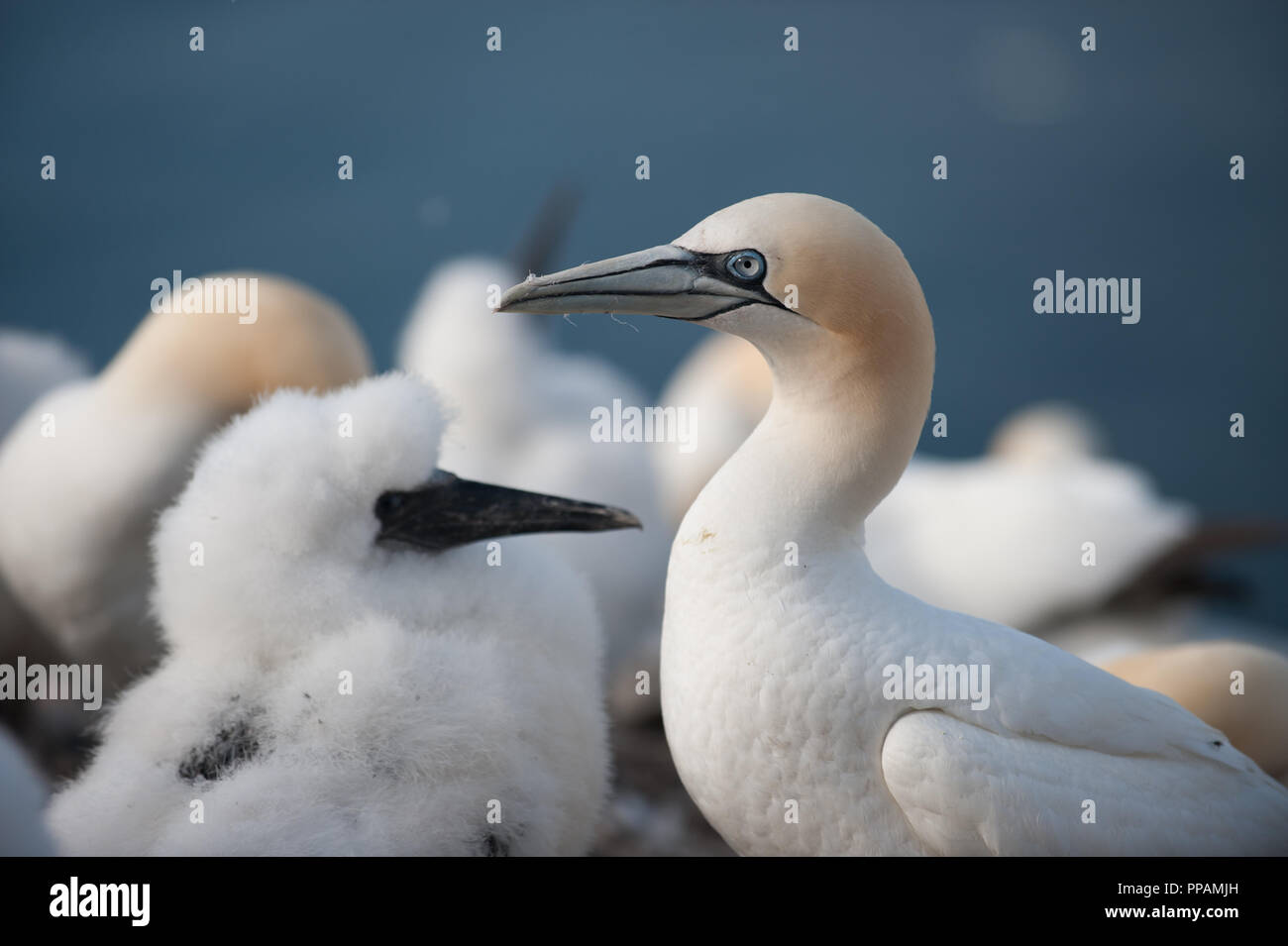 Northern gannet scotland hi-res stock photography and images - Alamy
