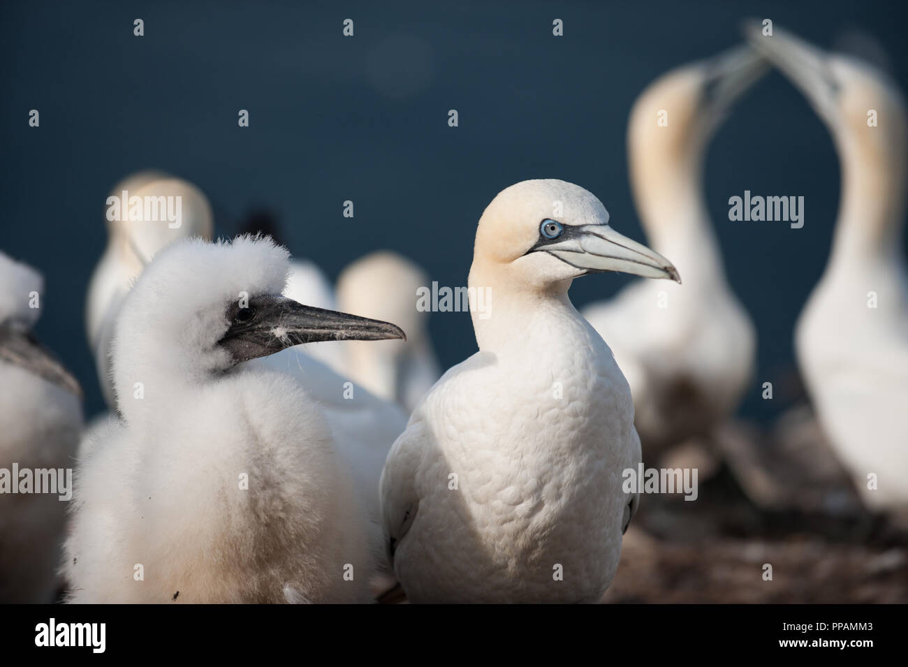 Northern gannet scotland hi-res stock photography and images - Alamy