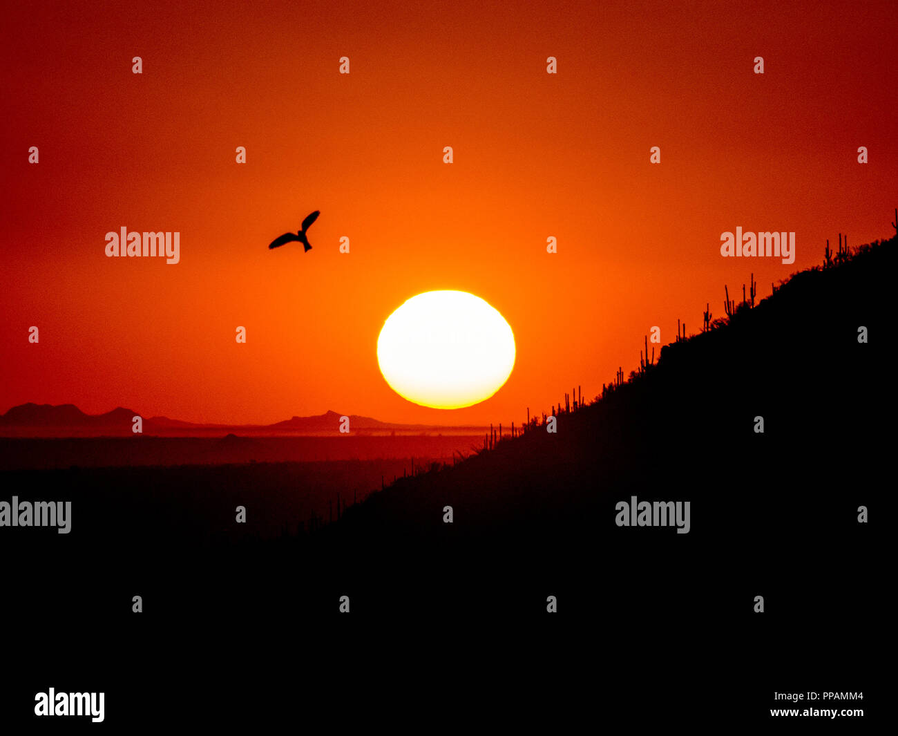 Arizona Hawk Soars over Saguaro at Sunset Stock Photo - Alamy