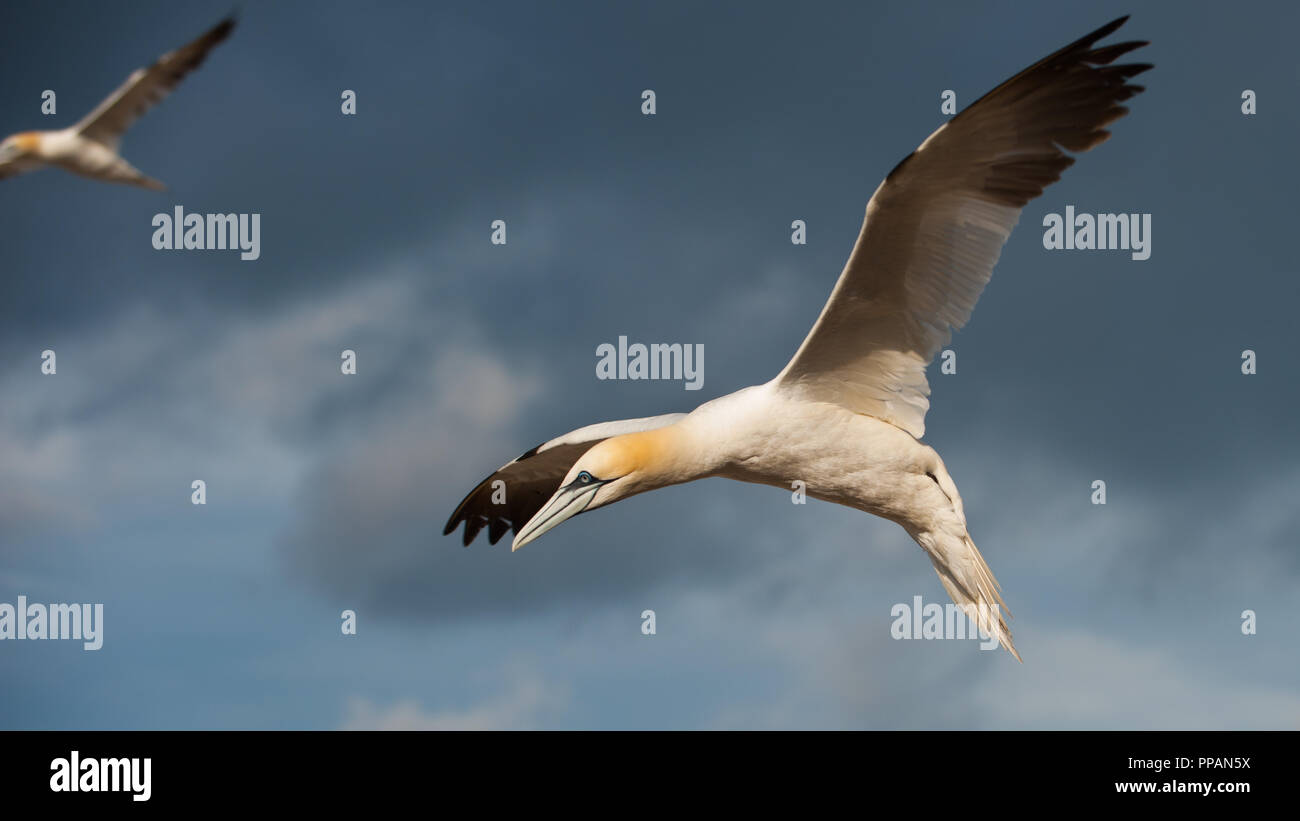 Blue gannet landing sea in flight hi-res stock photography and images ...