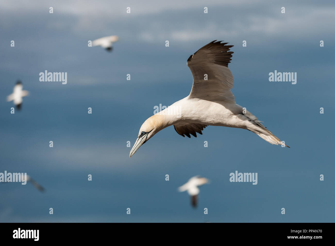 Gannet in flight over Bass Rock, Scotland Stock Photo - Alamy