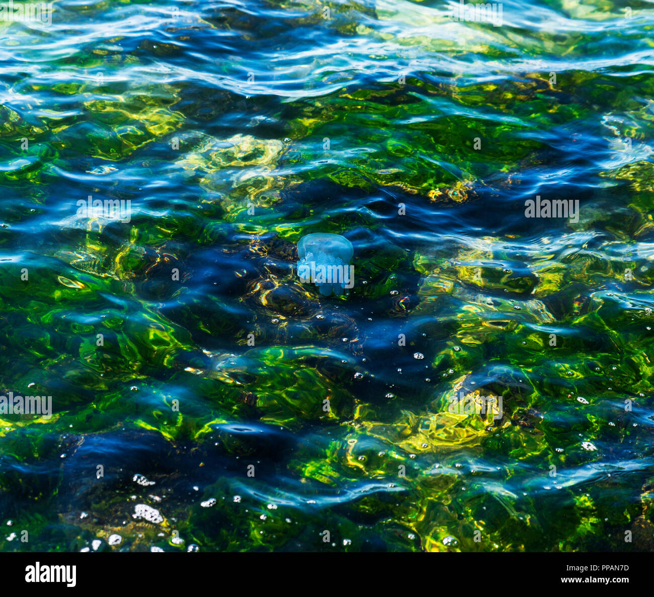 surface of the sea of transparent water, under the water floats a ...