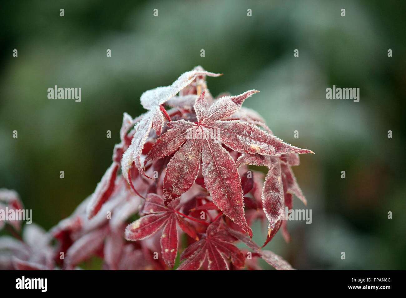 Japanese maple tree leaves covered hi-res stock photography and images ...