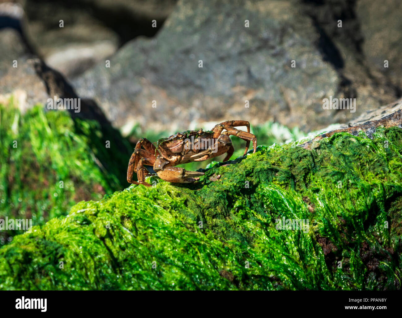 large sea crab sits on a rock with green algae on a summer day Stock ...