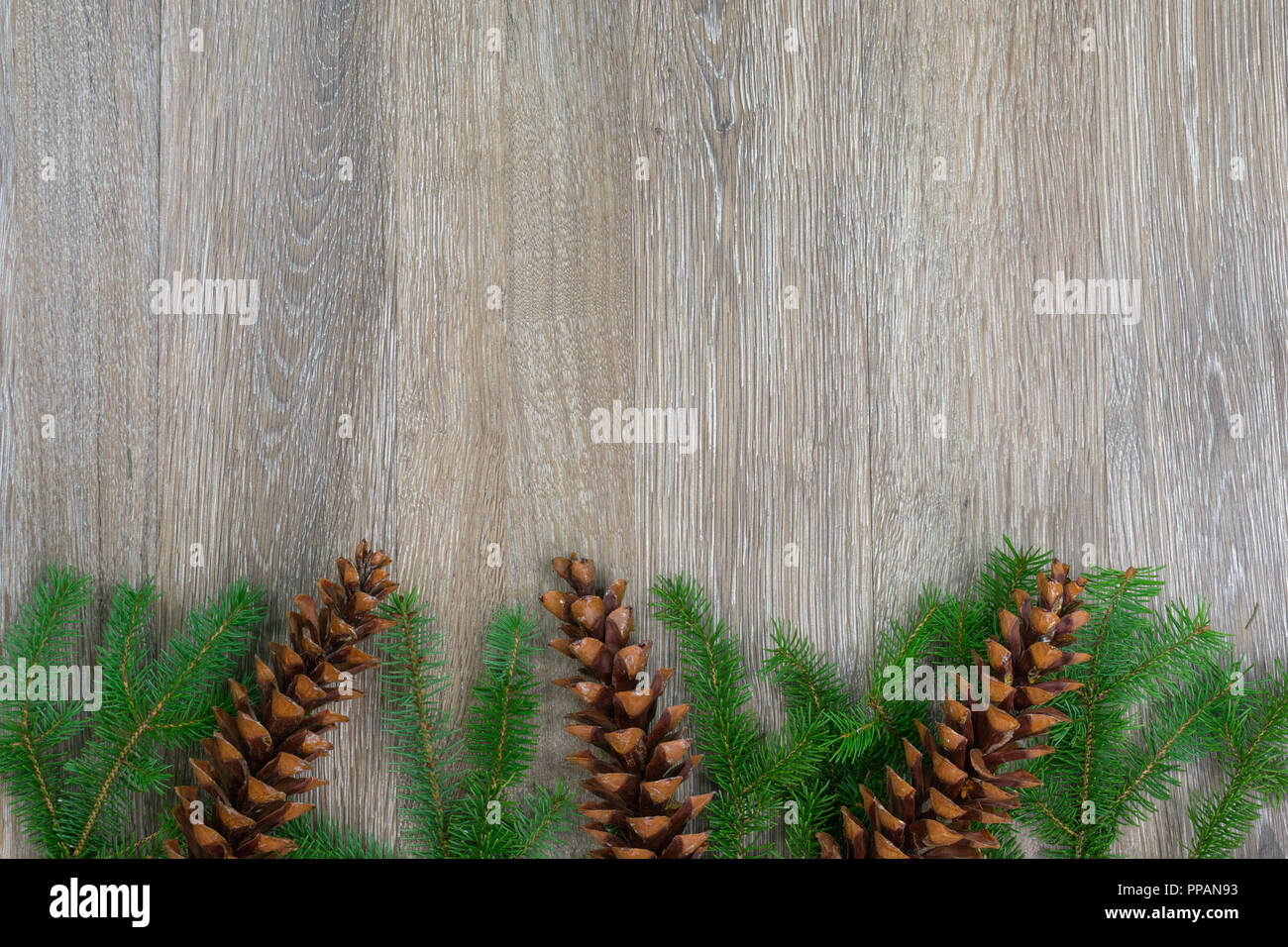 White pine cones on spruce boughs forming a border on the bottom with ...