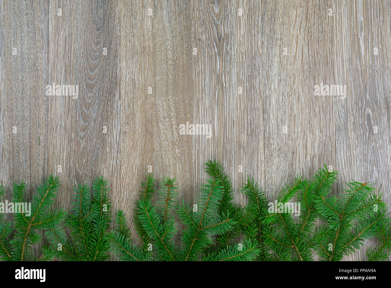 Spruce boughs forming a border on the bottom with copy space Stock ...