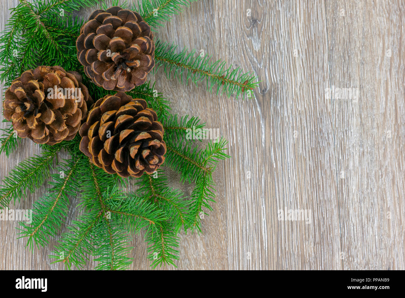 Three scotch pine cones on spruce boughs in the upper left corner with ...