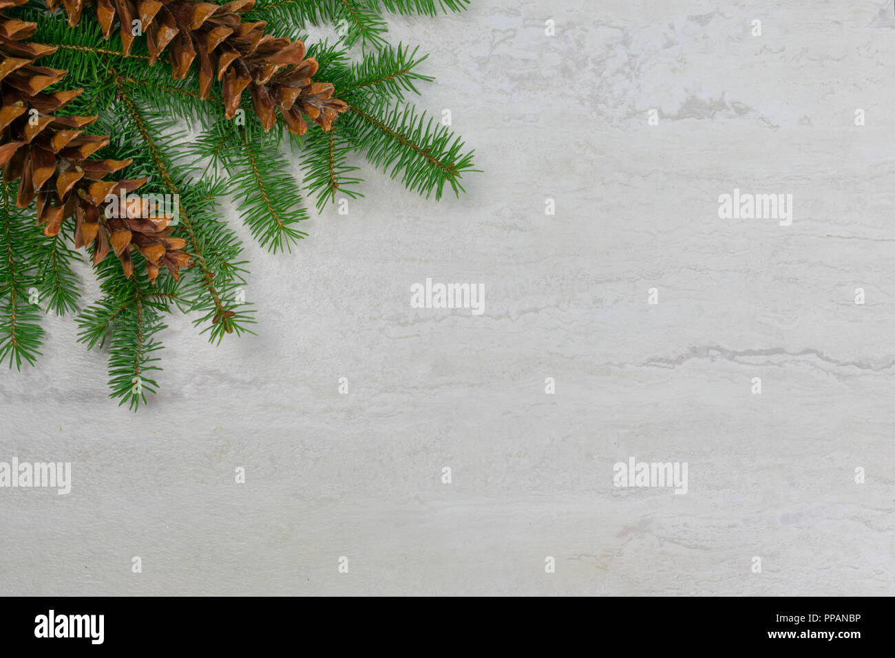 Two white pine cones on spruce boughs in the upper left corner with ...