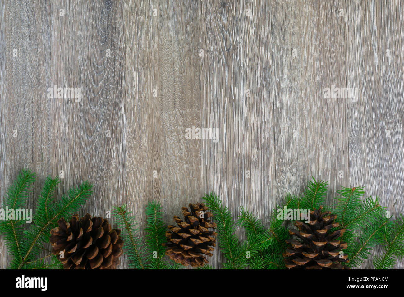 Scotch pine boughs hi-res stock photography and images - Alamy