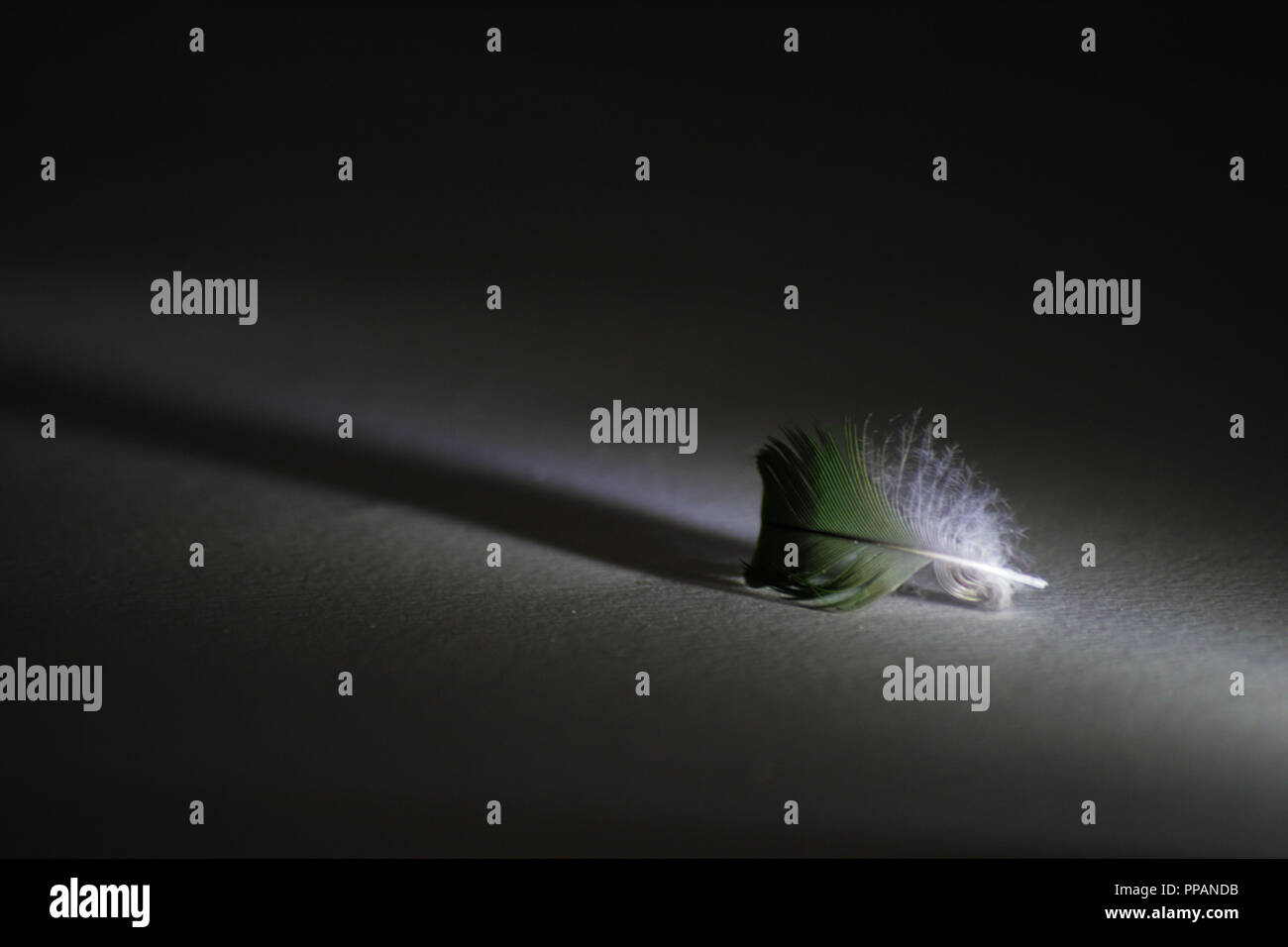 Shaft of feather hi-res stock photography and images - Alamy