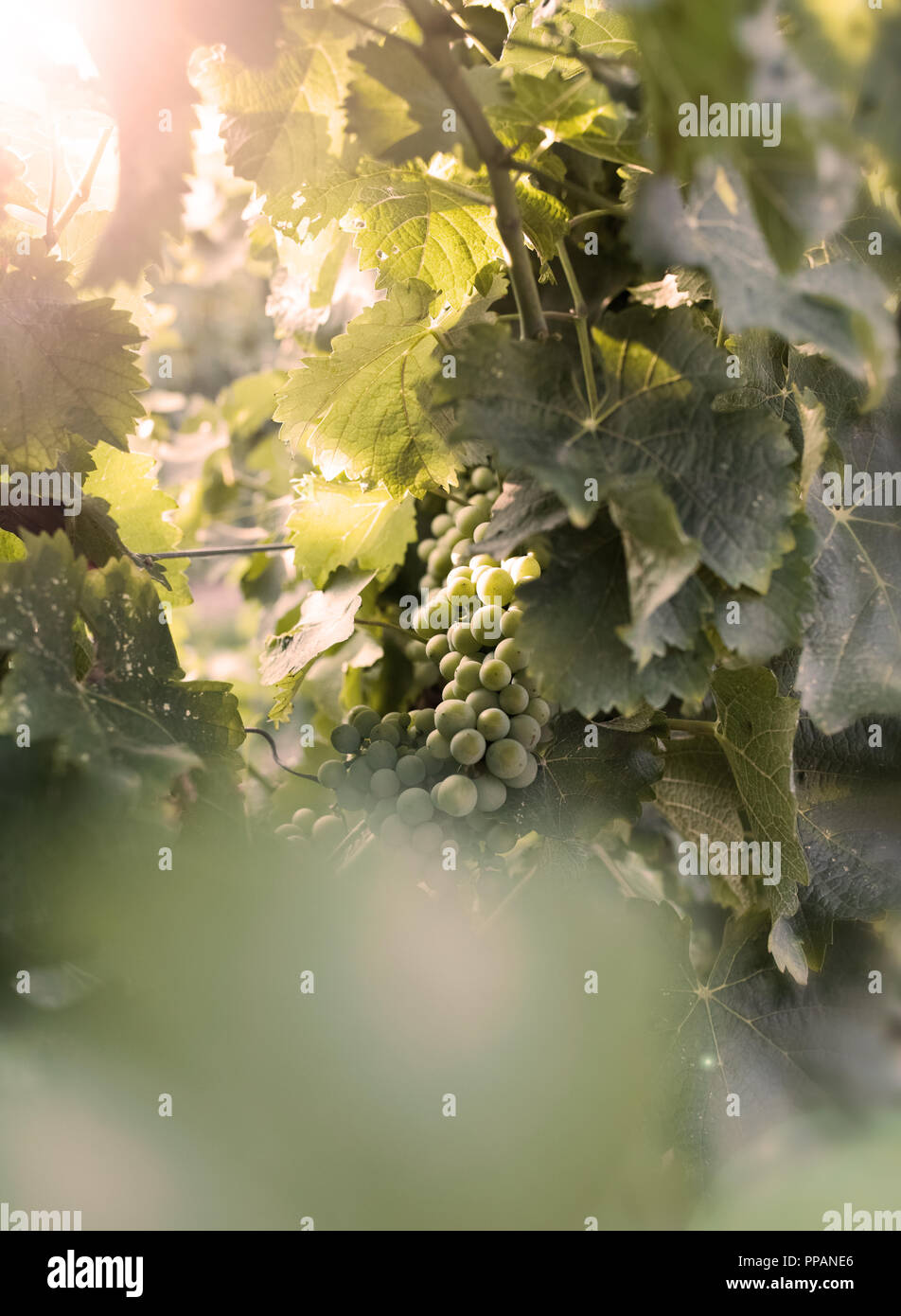 Through the vineyard we see grapes that are not yet ripe Stock Photo ...