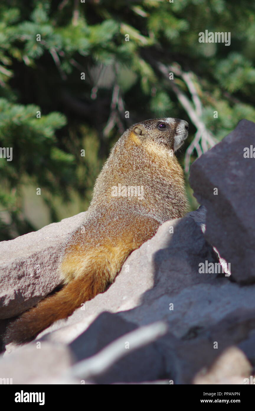 Yellow-bellied Marmot seen in southern Utah Stock Photo - Alamy