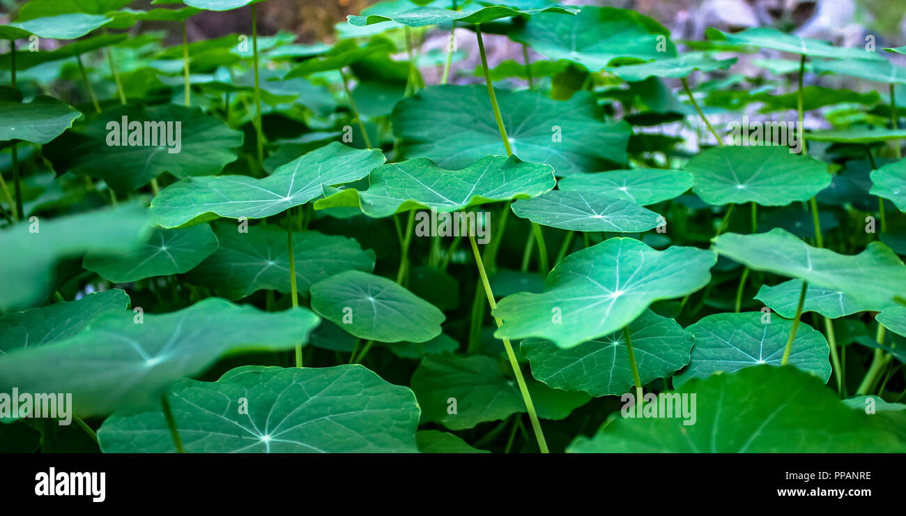 Green plants flourishing under the sunlight Stock Photo - Alamy