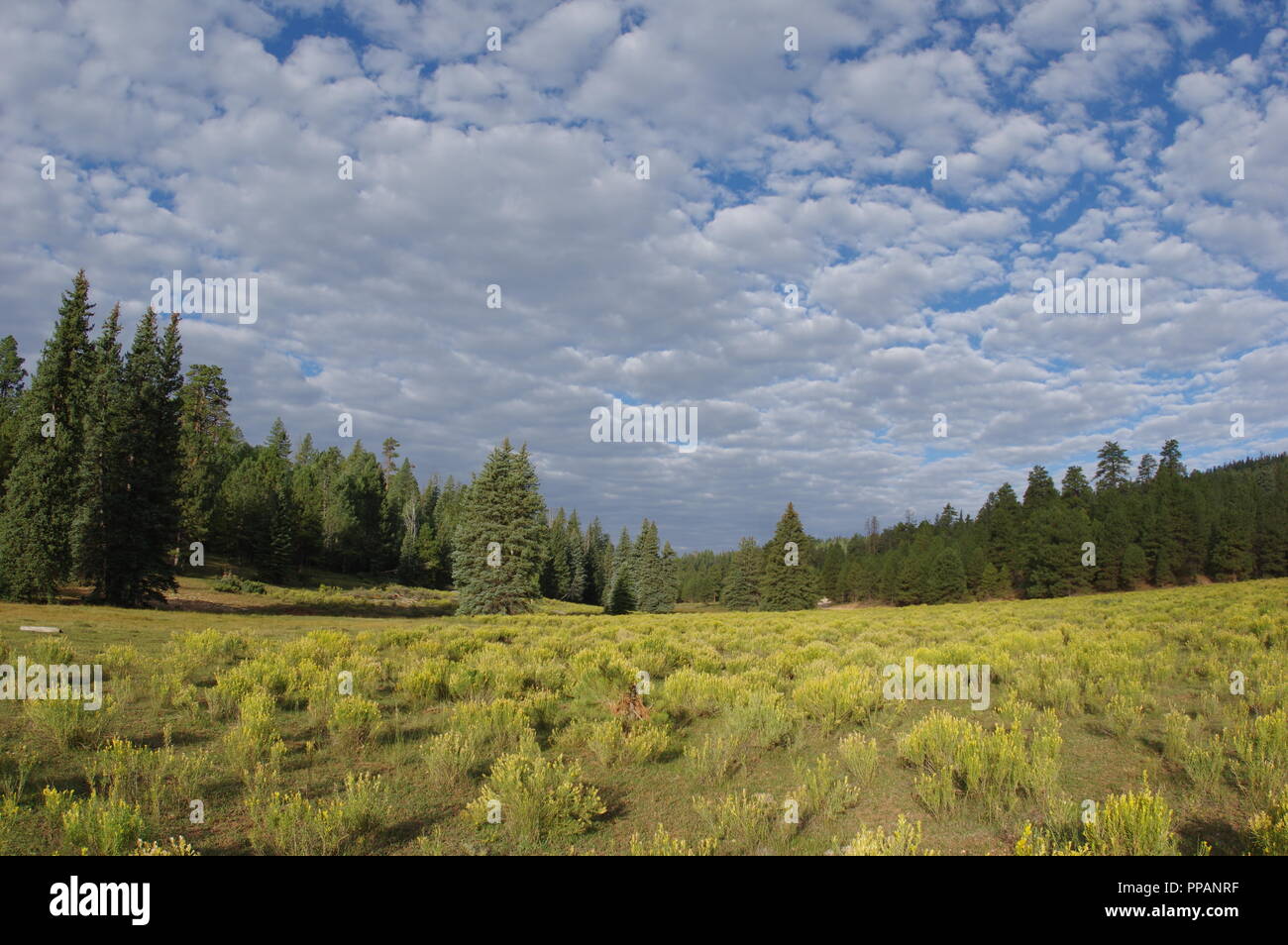 A colorful Meadow Seen Stock Photo - Alamy