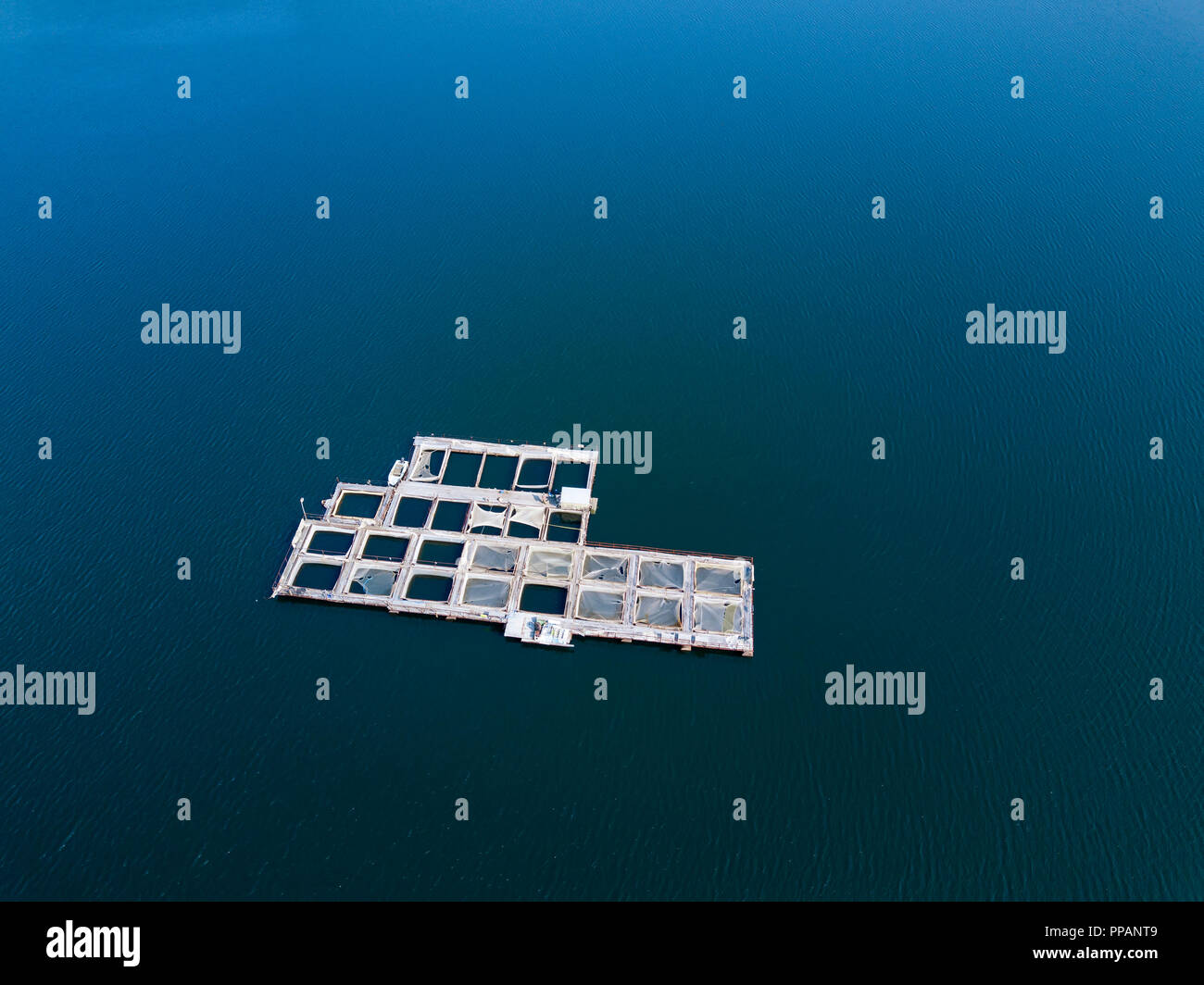Aerial drone view of fish farming, aquaculture in the blue water, white ...