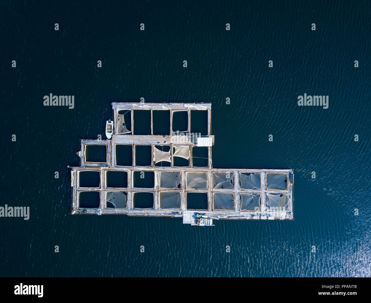 Aerial drone view of fish farming, aquaculture in the blue water, white ...