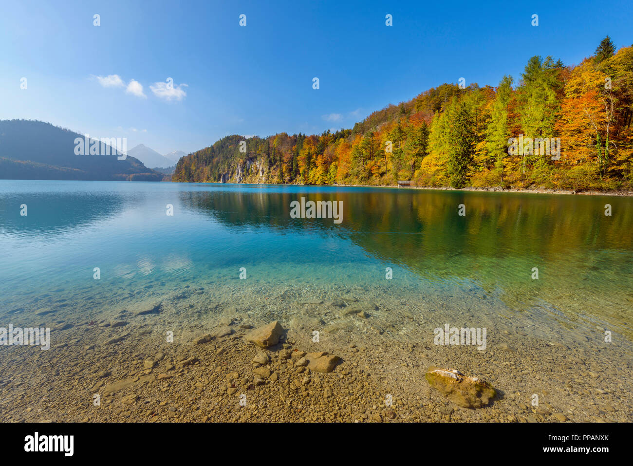Lake Alpsee in autumn, Fussen, Swabia, Allgau, Bavaria, Germany Stock ...