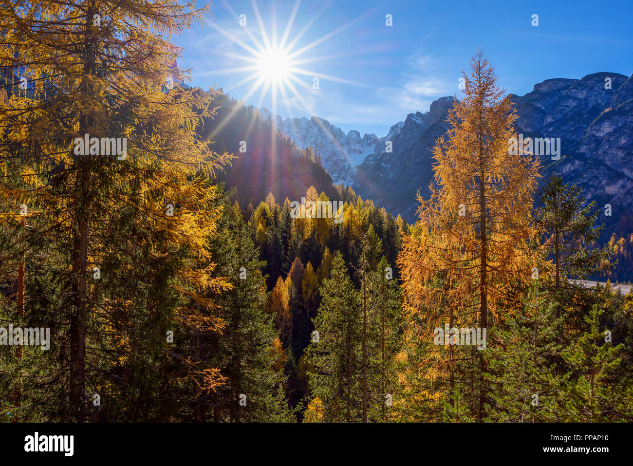 Mountain with autumnal colored mountain forest with larch trees and Sun ...