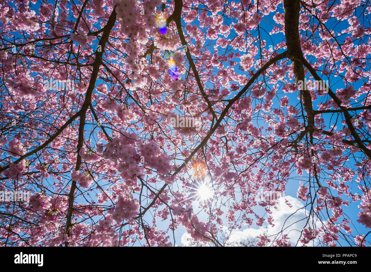 Pink cherry blossoms in spring with sun, Baden-Wurttemberg, Germany ...