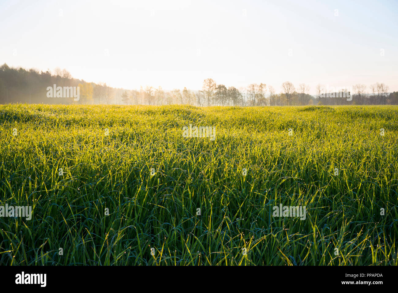 Grainfield at sunrise in spring, Vielbrunn, Michelstadt, Odenwald ...