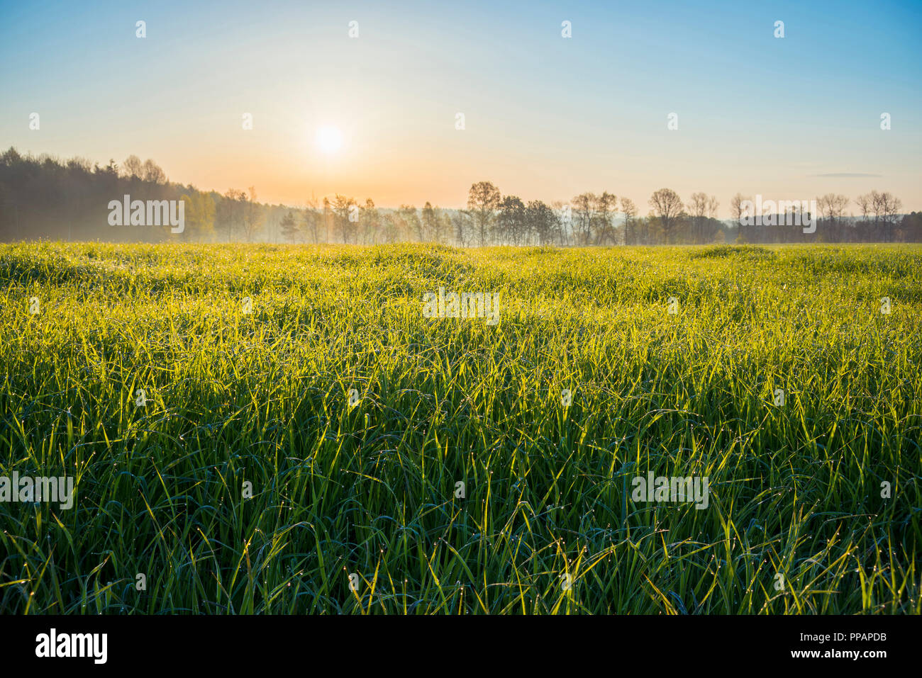 Grainfield at sunrise in spring, Vielbrunn, Michelstadt, Odenwald ...