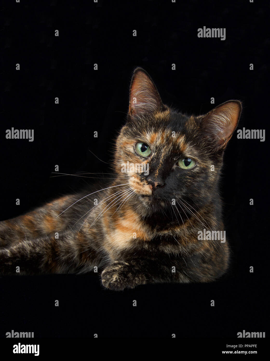Portrait of a black and orange tortoiseshell tortie torbie tabby with ...