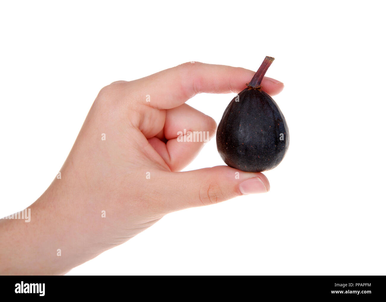 Young female hand holding fresh whole fig isolated on white background ...