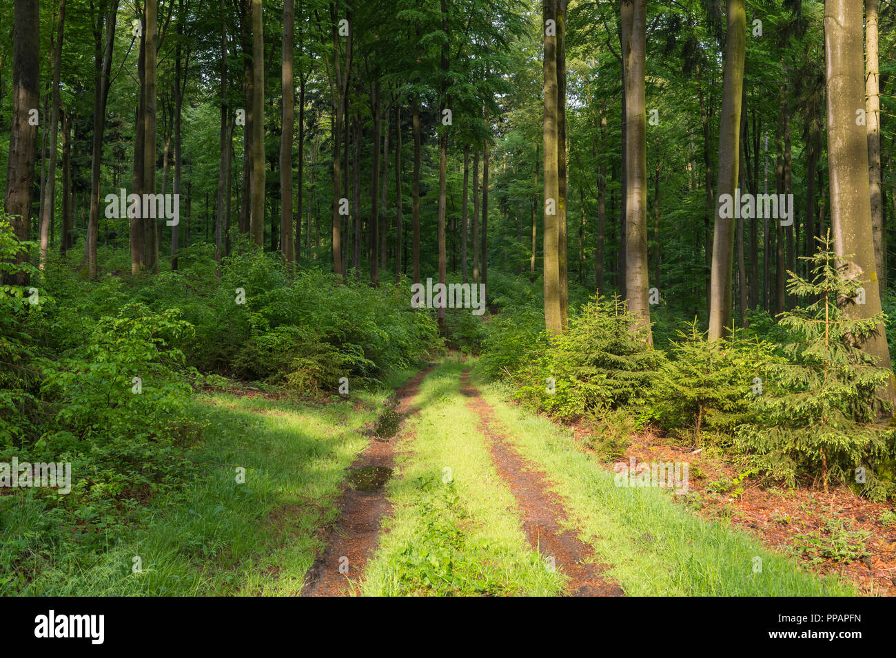 Spessart forest hi-res stock photography and images - Alamy