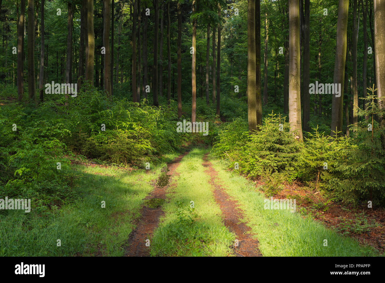 Forest path in spring, Spessart, Bavaria, Germany Stock Photo - Alamy