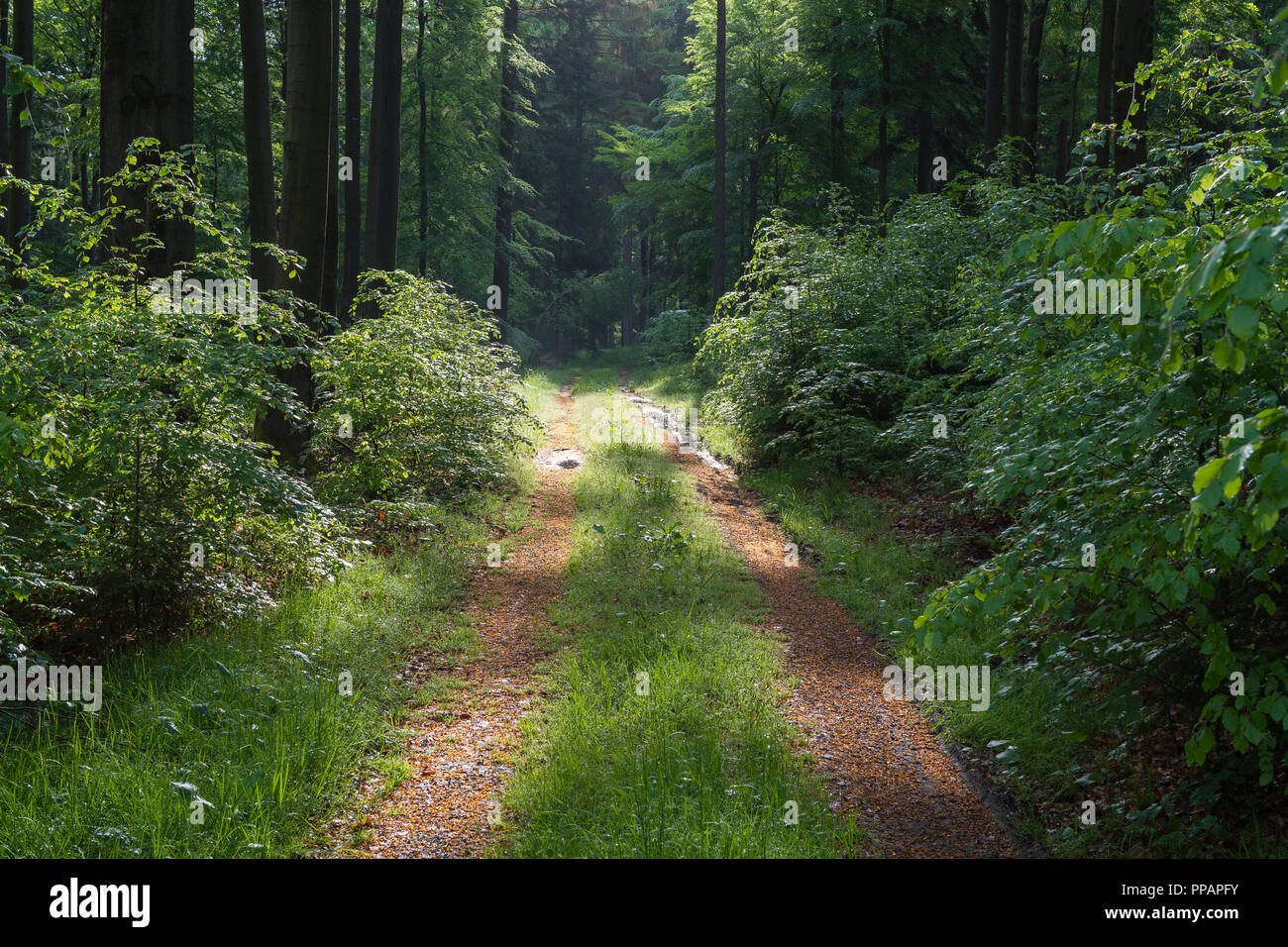 Spessart forest hi-res stock photography and images - Alamy