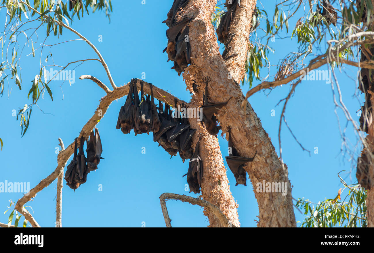 Mega bat, Megachiroptera, Megachiroptera Pteropodidae, fruit bats ...